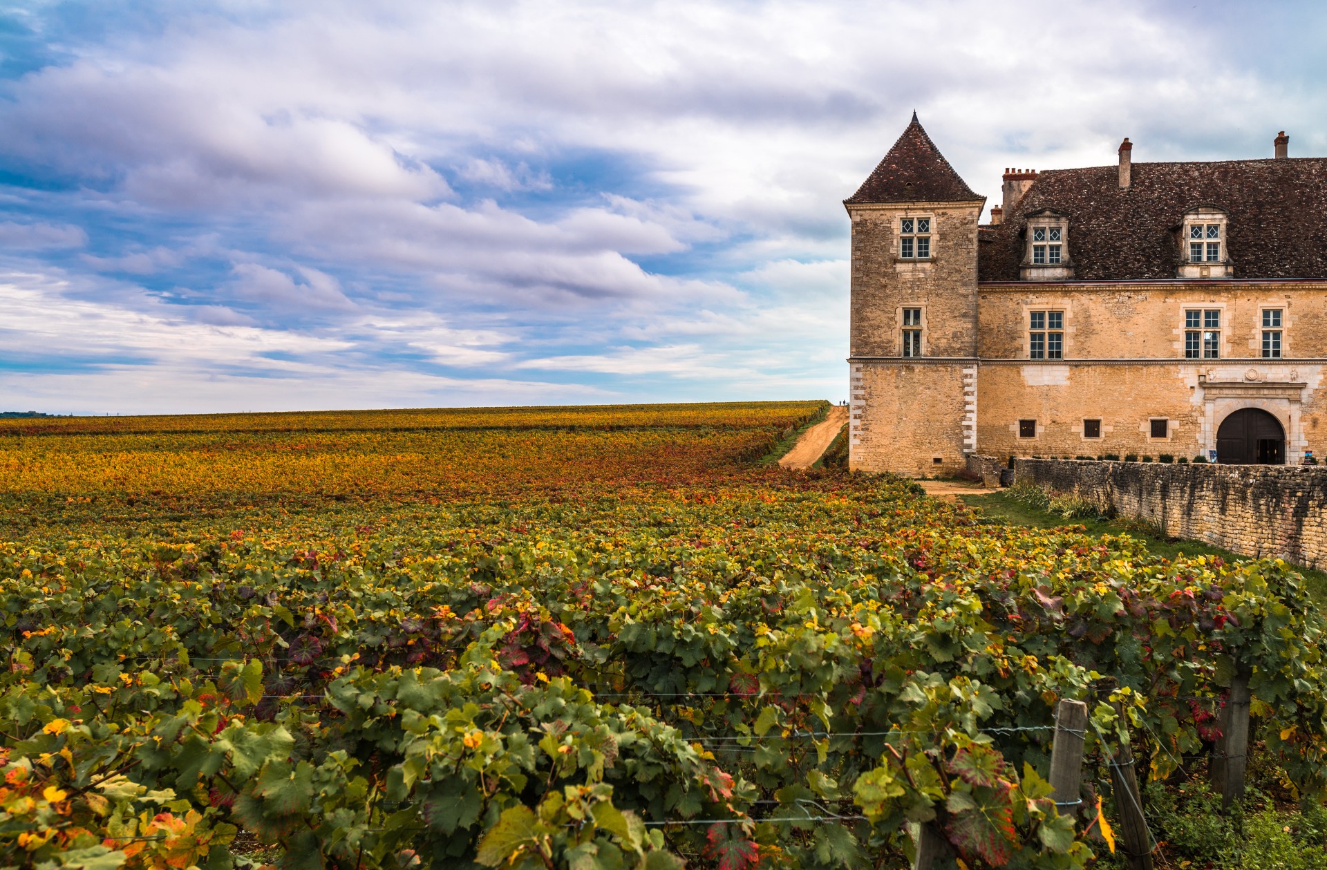 Burgundy Bike Tour: Wine & Scenic Cycling