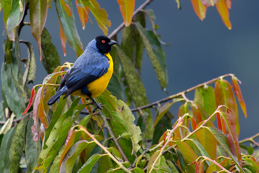 Hiking Tour: Birding on Colombia's Coast
